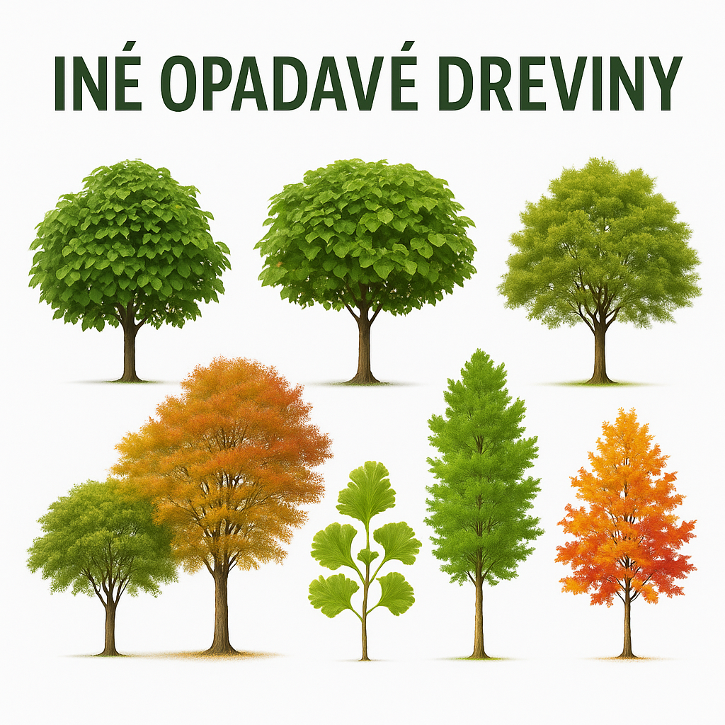 Iné opadavé dreviny – netradičné okrasné stromy a kry | OASIS.sk
