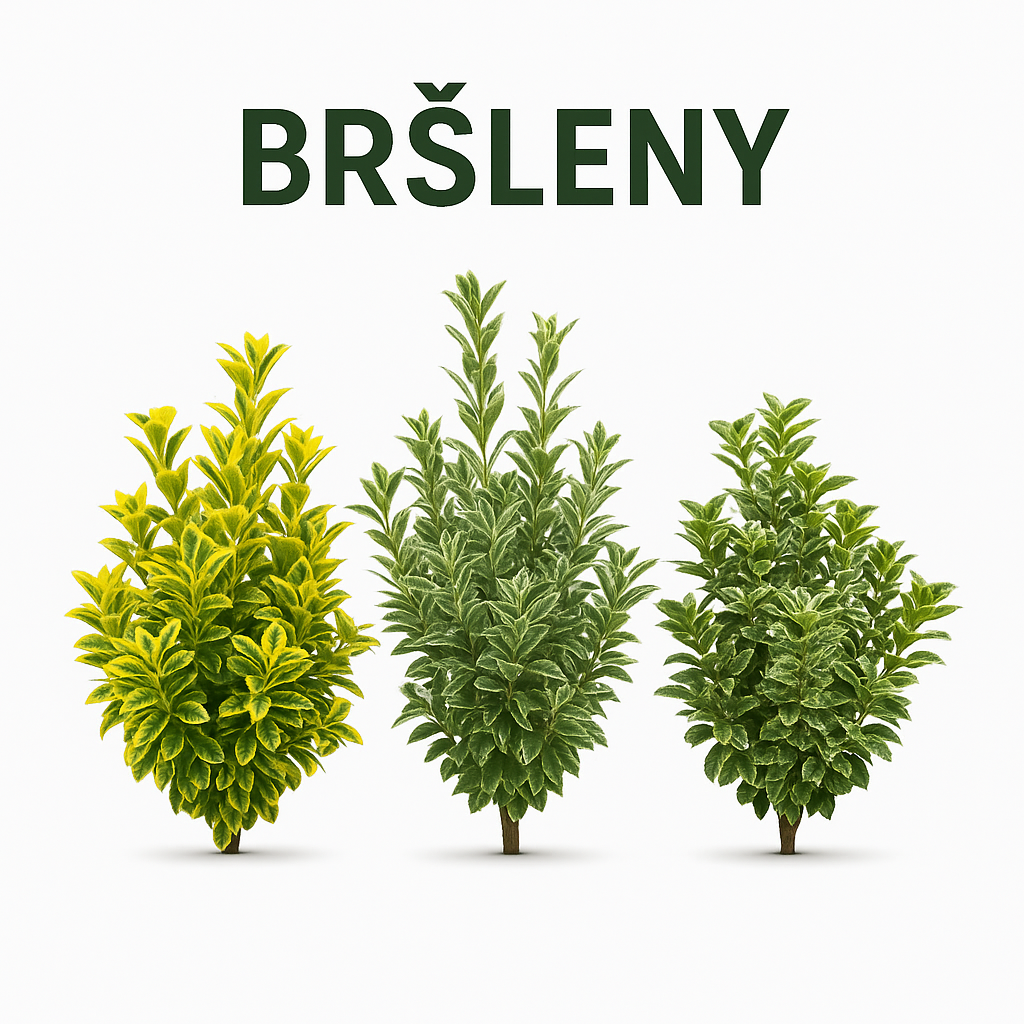 Bršleny (Euonymus) – stálozelené okrasné kry | OASIS.sk